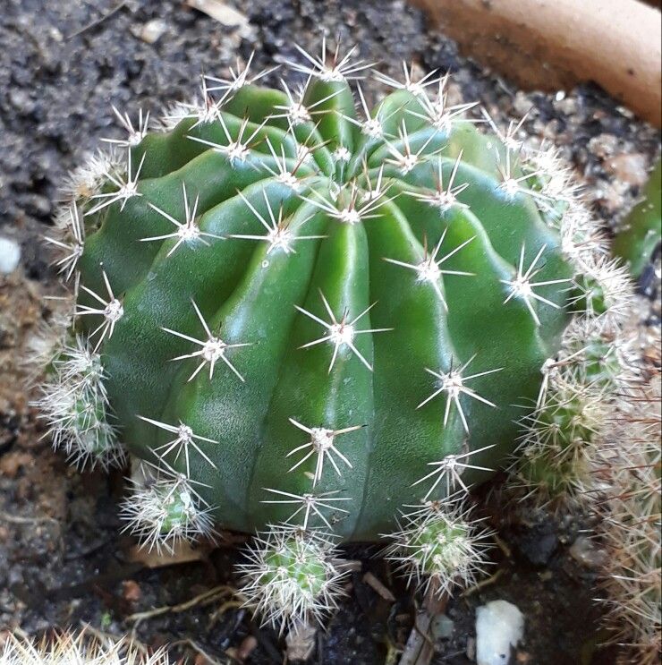 Proyecto - Cactulentas